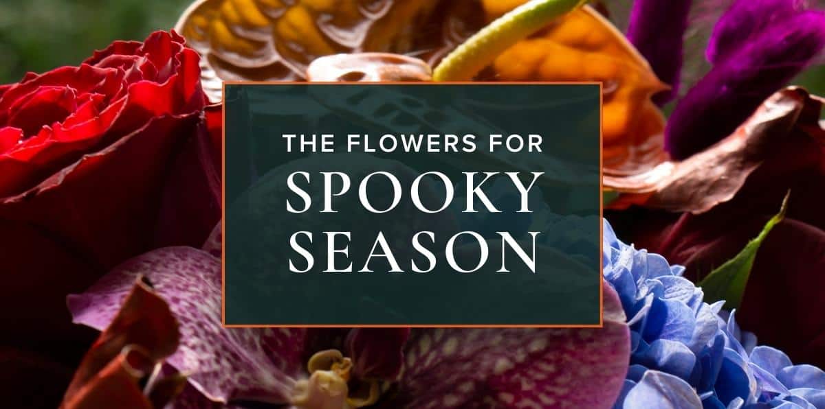 Spooky Flowers That Are Frightfully Perfect for Spooky Season - Ah Sam ...